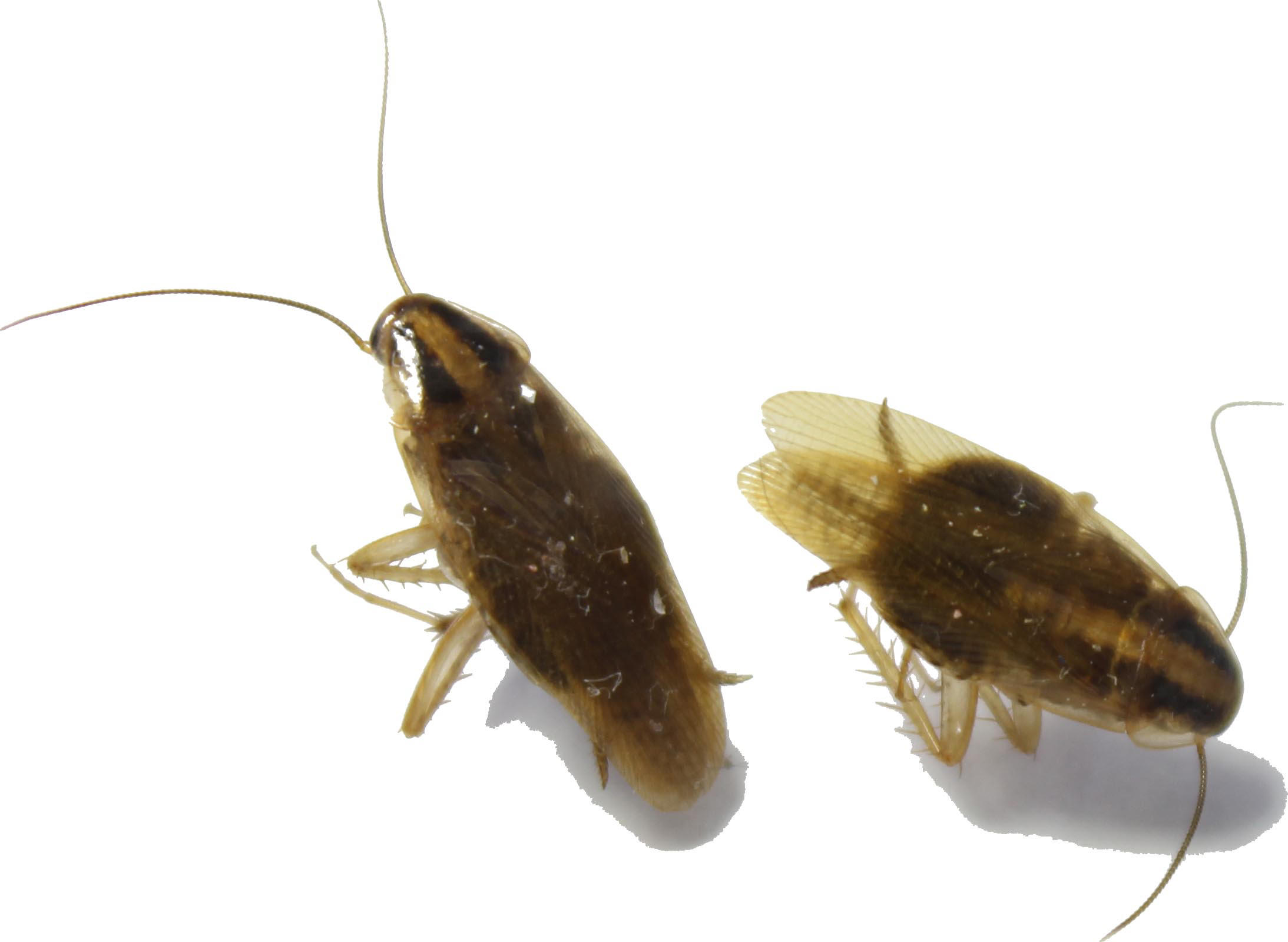 Torakka, russakka, torakan torjunta, tuholaistorjunta